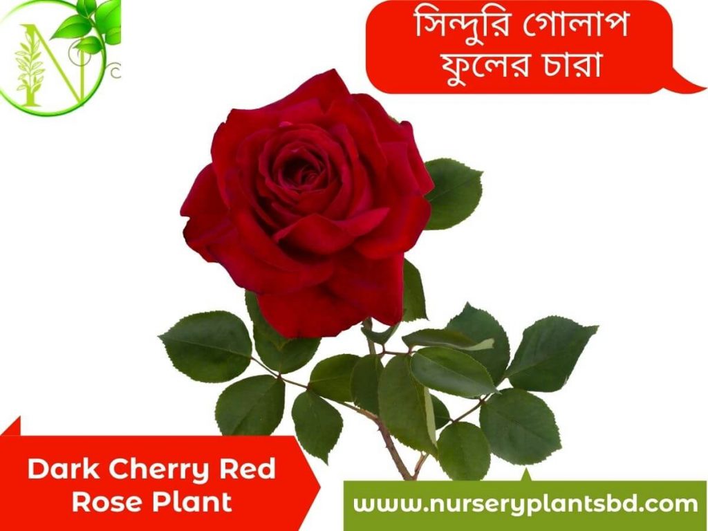 Dark Cherry Red Rose (Golap) Plants For Sale Fruit Tree, Flower Plants ...
