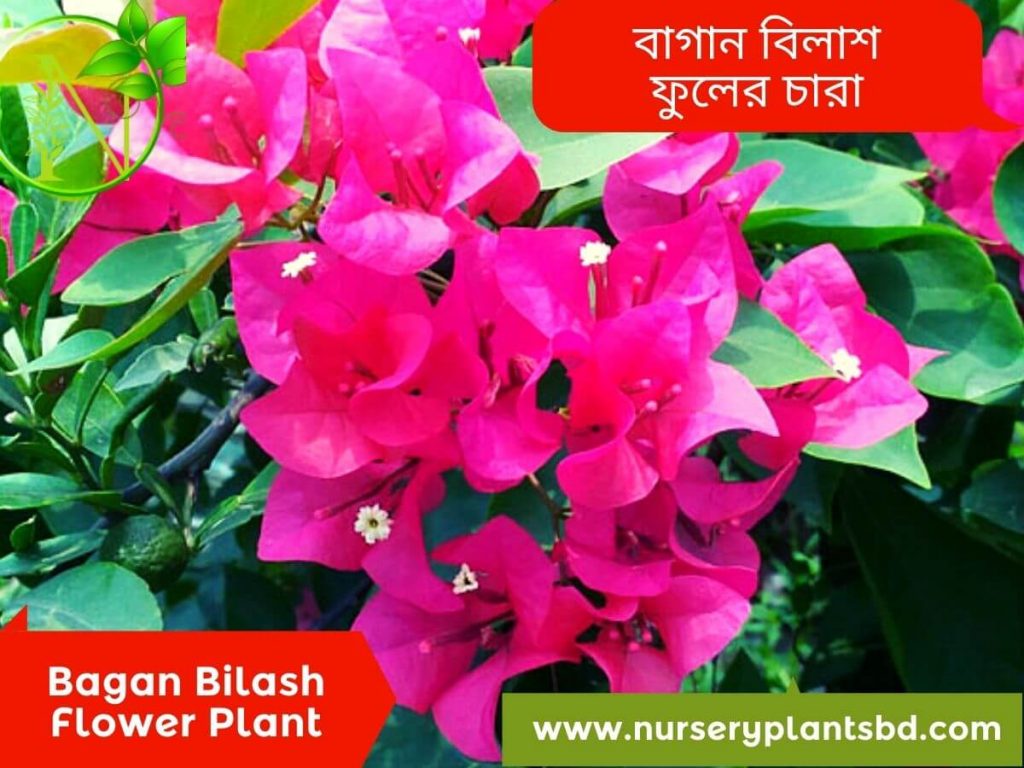 Bagan Bilash Flower Plants For Sale - 2026