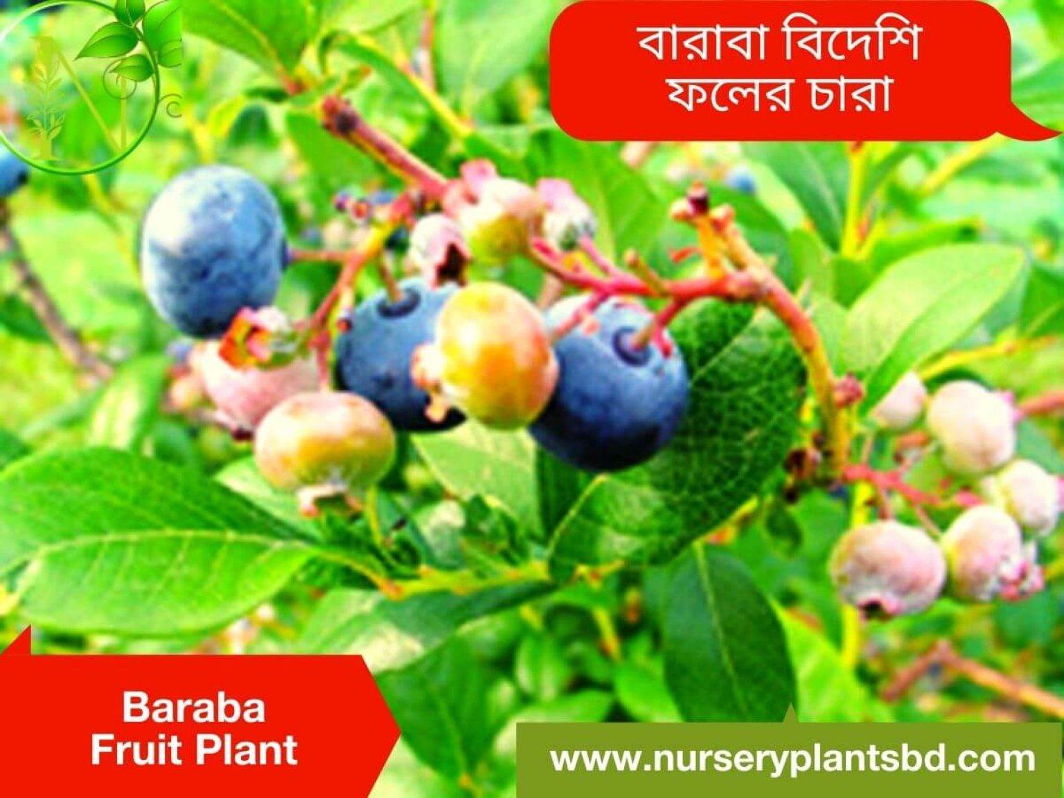 American Baraba Fruit Trees For Sale - 2026