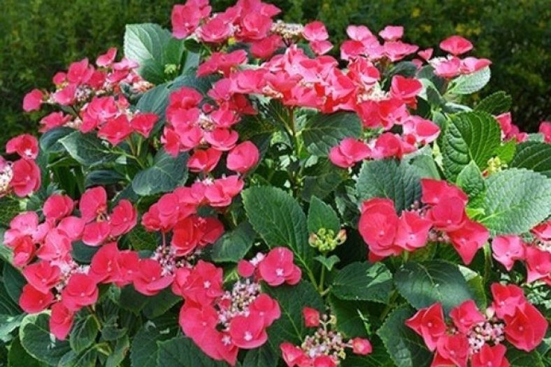 Cherry Explosion Hydrangea: A Great Add To Your Garden