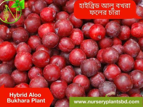 The Best Hybrid Aloo Bukhara Fruit Trees For Sale - 2026