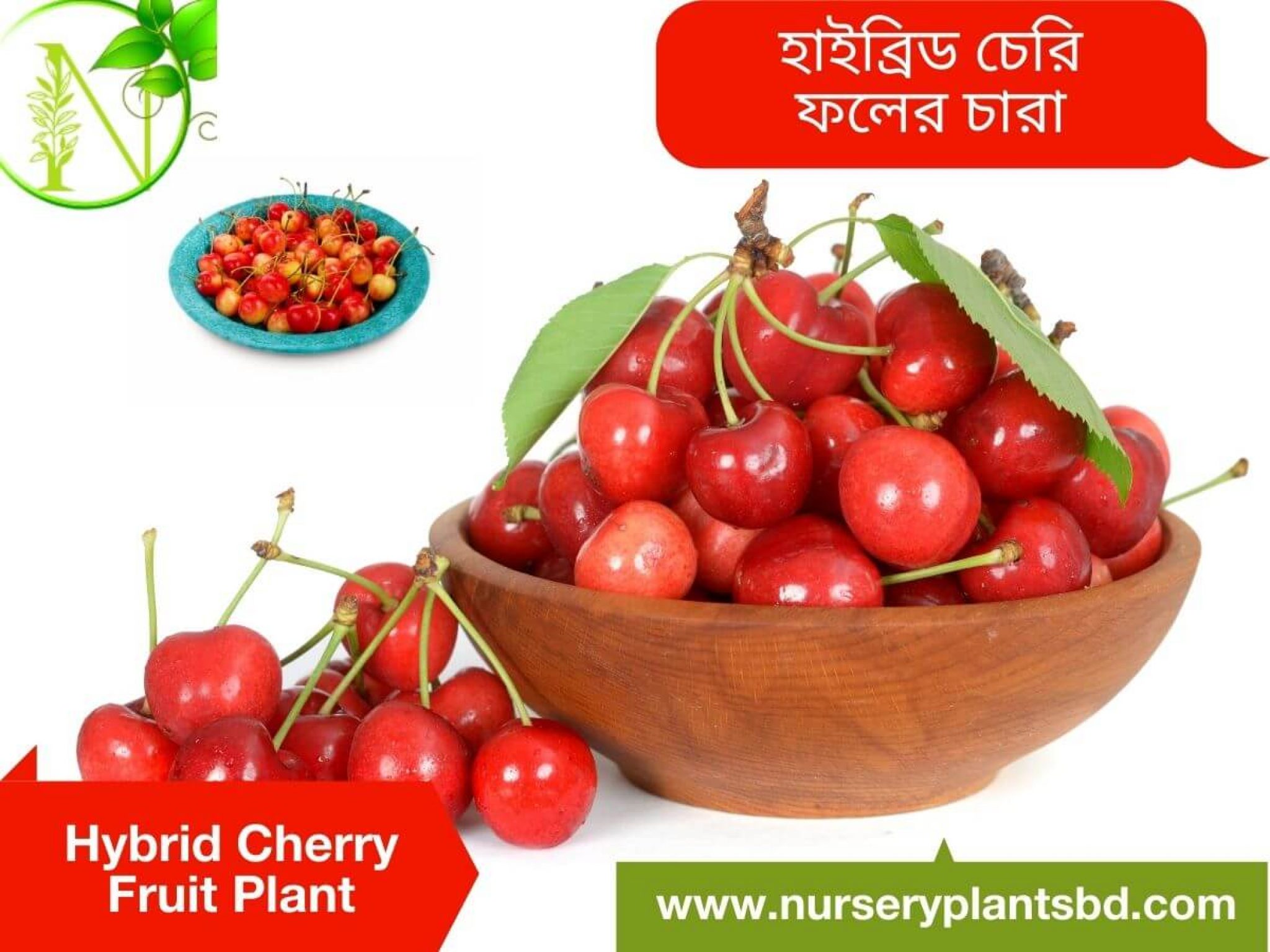 The Best Hybrid Cherry Fruit Trees For Sale - 2026