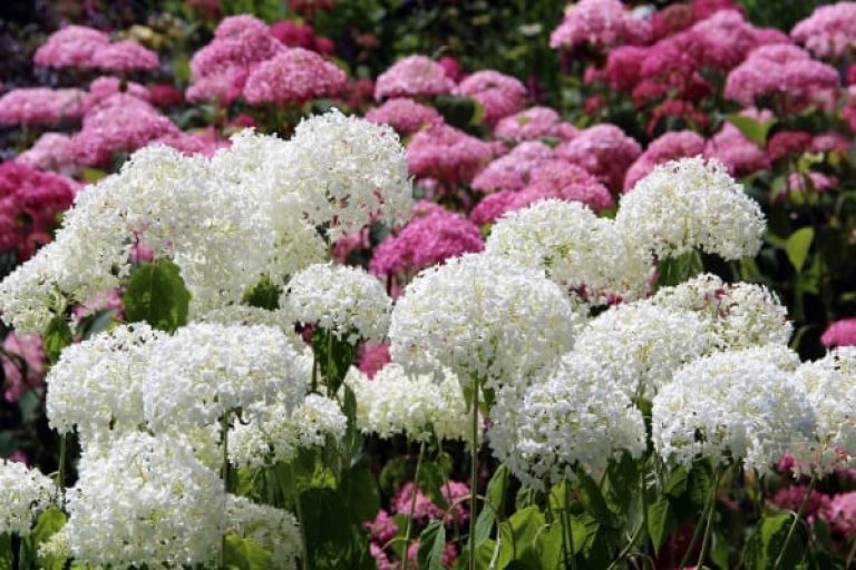 Cherry Explosion Hydrangea: A Great Add To Your Garden