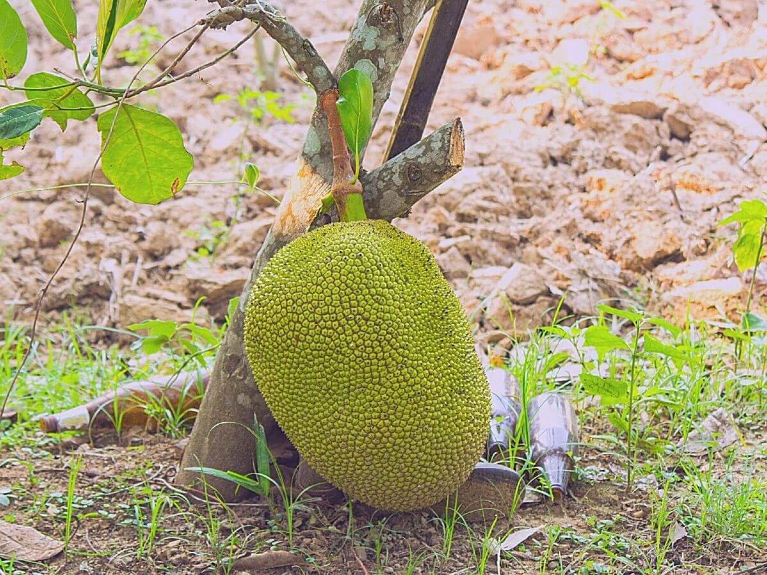 The Best Jack Fruit ( Kathal ) Trees For Sale - 2026