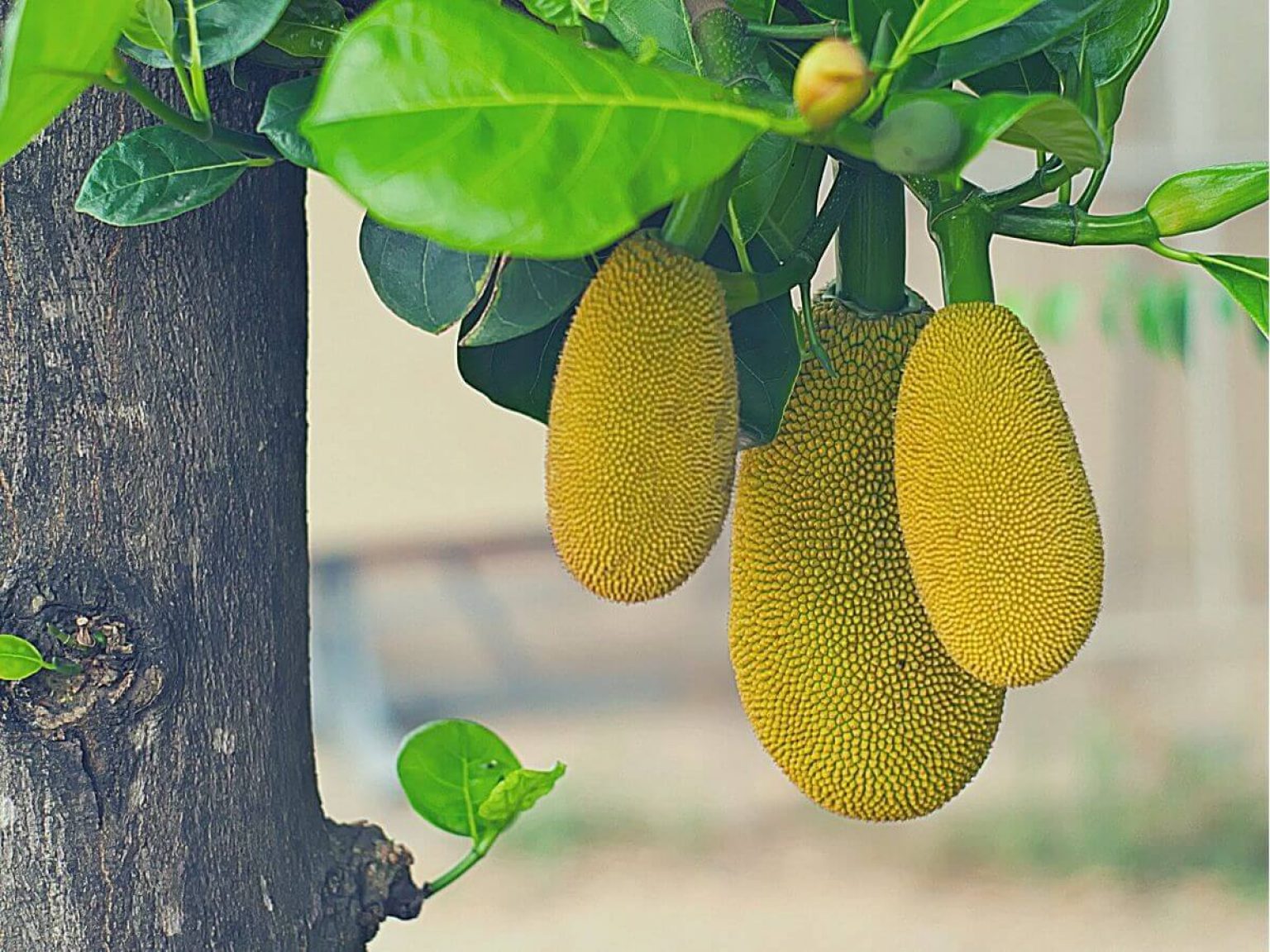 The Best Jack Fruit ( Kathal ) Trees For Sale - 2026