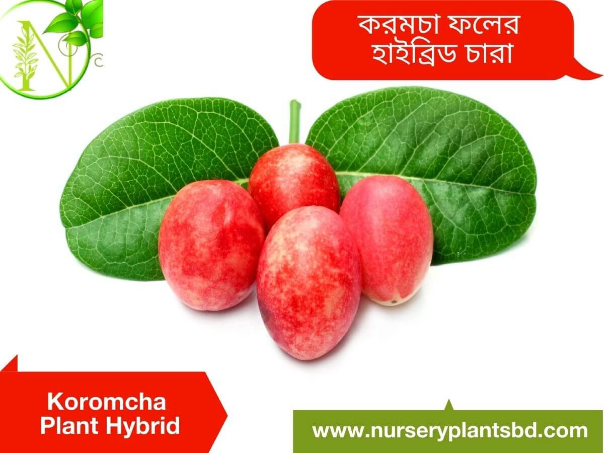 The Best Koromcha Fruit Trees For Sale - 2026