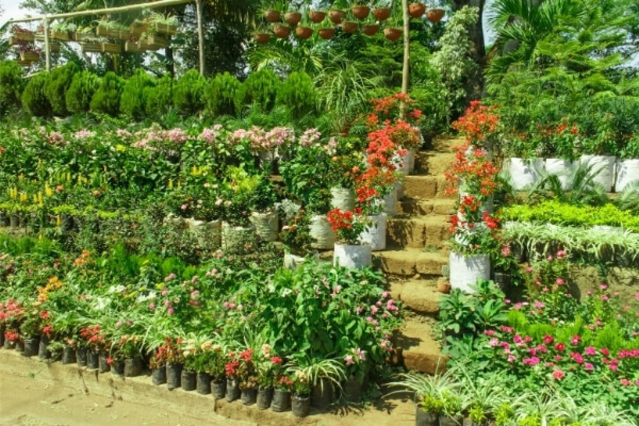 Why Do Nursery? What Is Needed To Do It? - Fruit Tree, Flower Plants ...