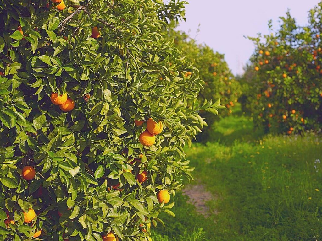 The Best Orange ( China, Darjeeling, Nagpuri ) Trees For Sale