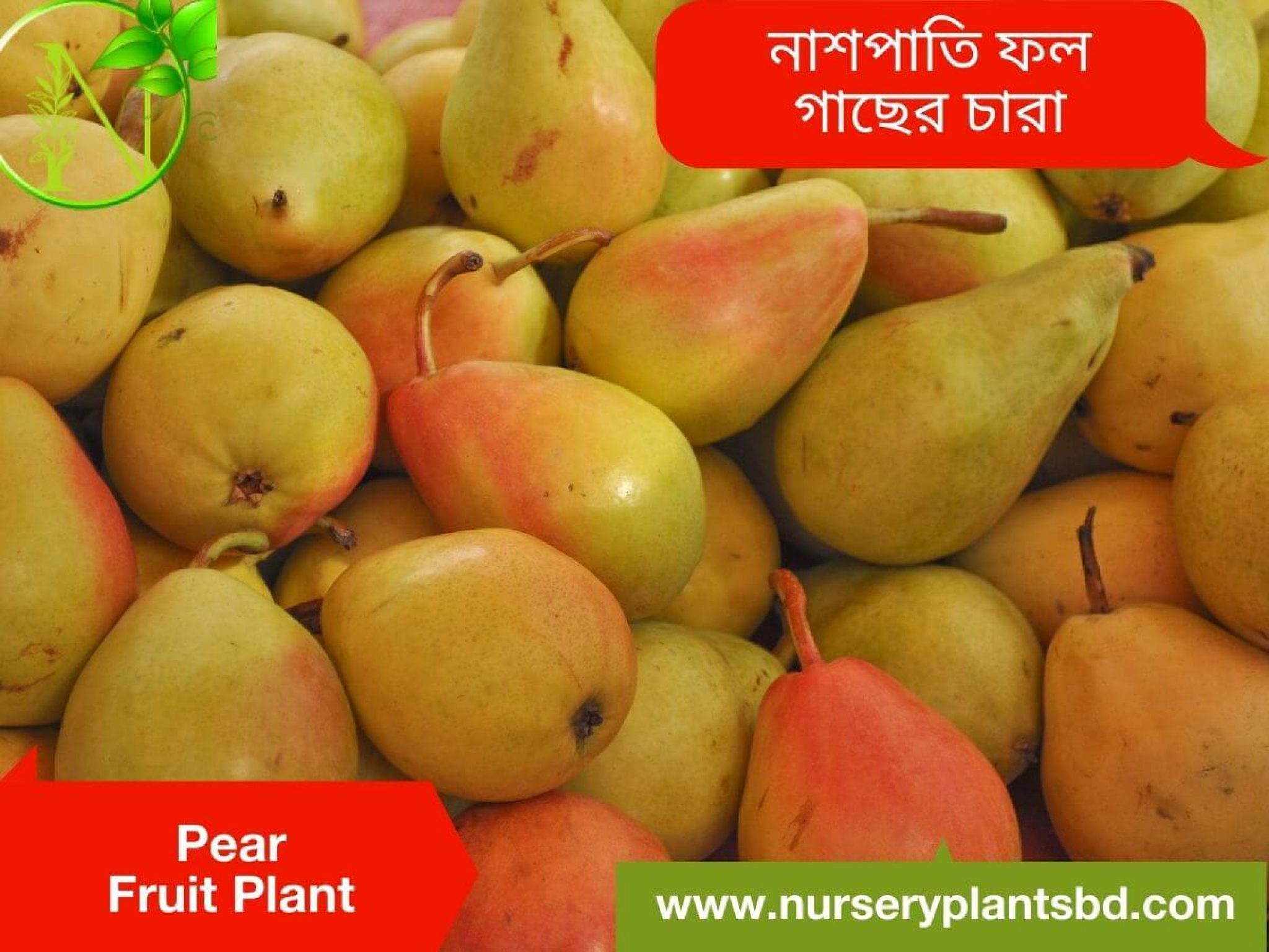 Pear-Nashpati Fruit Trees For Sale - 2026