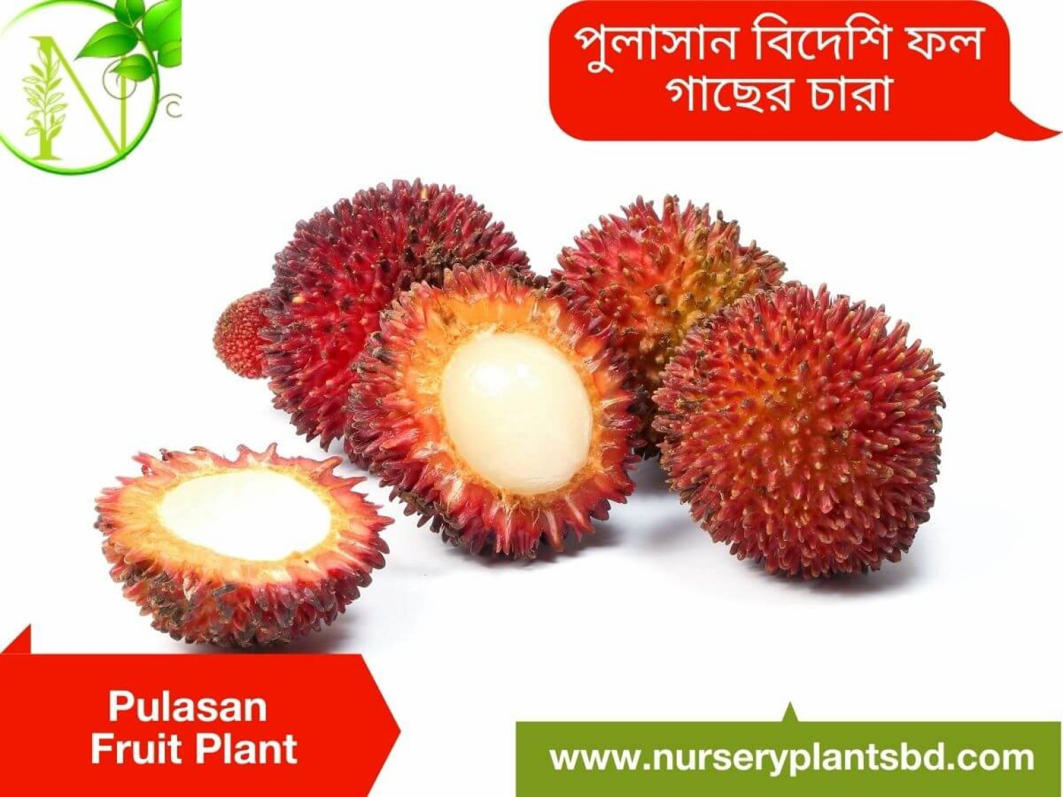 The Best Pulasan Fruit Tree Nursery Plants - 2026