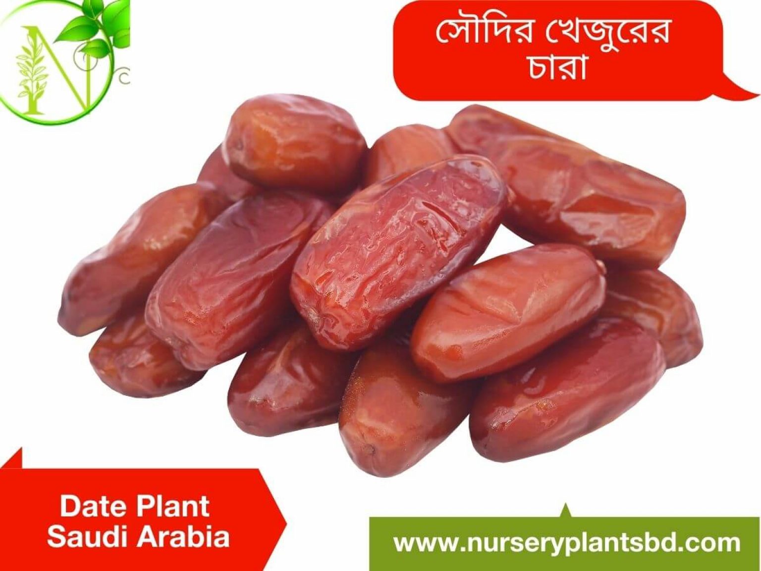 Saudi Arabia Date Fruit Trees For Sale - 2026
