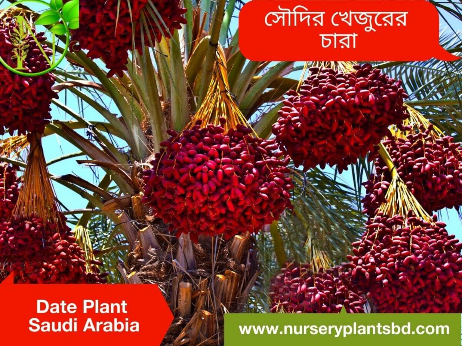 Saudi Arabia Date Fruit Trees For Sale - 2026
