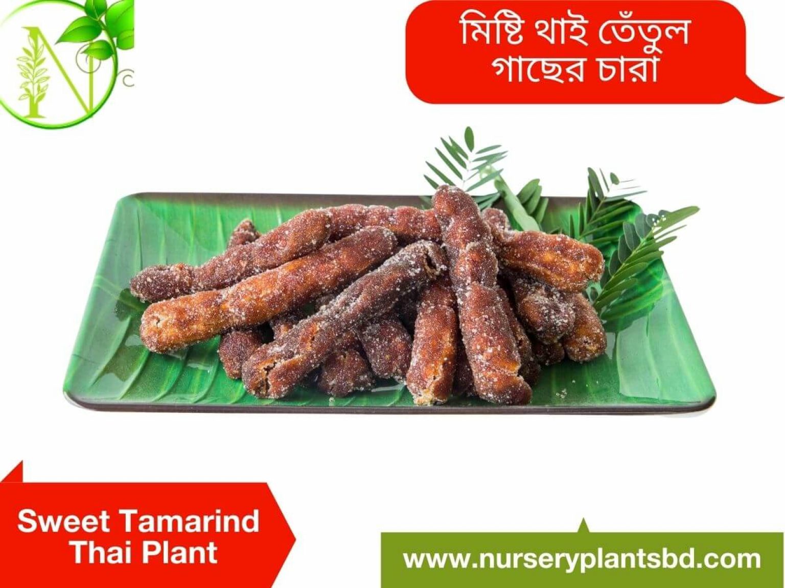 Thai Sweet Tamarind-Tetul Fruit Trees - 2026