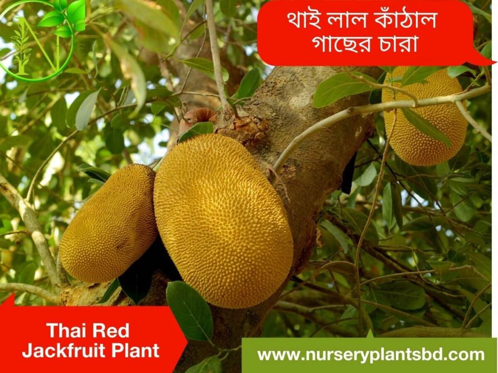 The Best Thai Red Jackfruit Trees For Sale - 2026