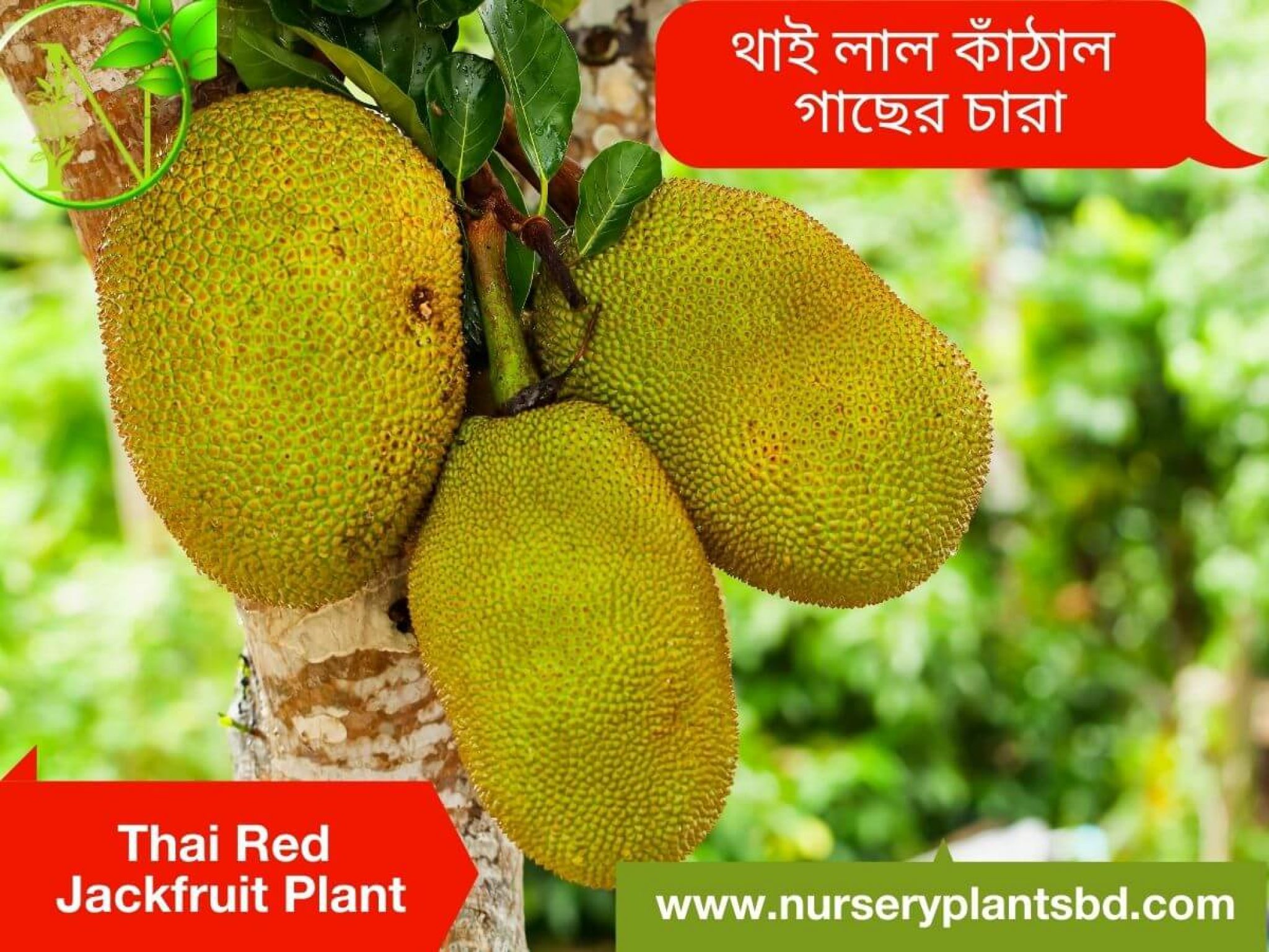 The Best Thai Red Jackfruit Trees For Sale - 2026
