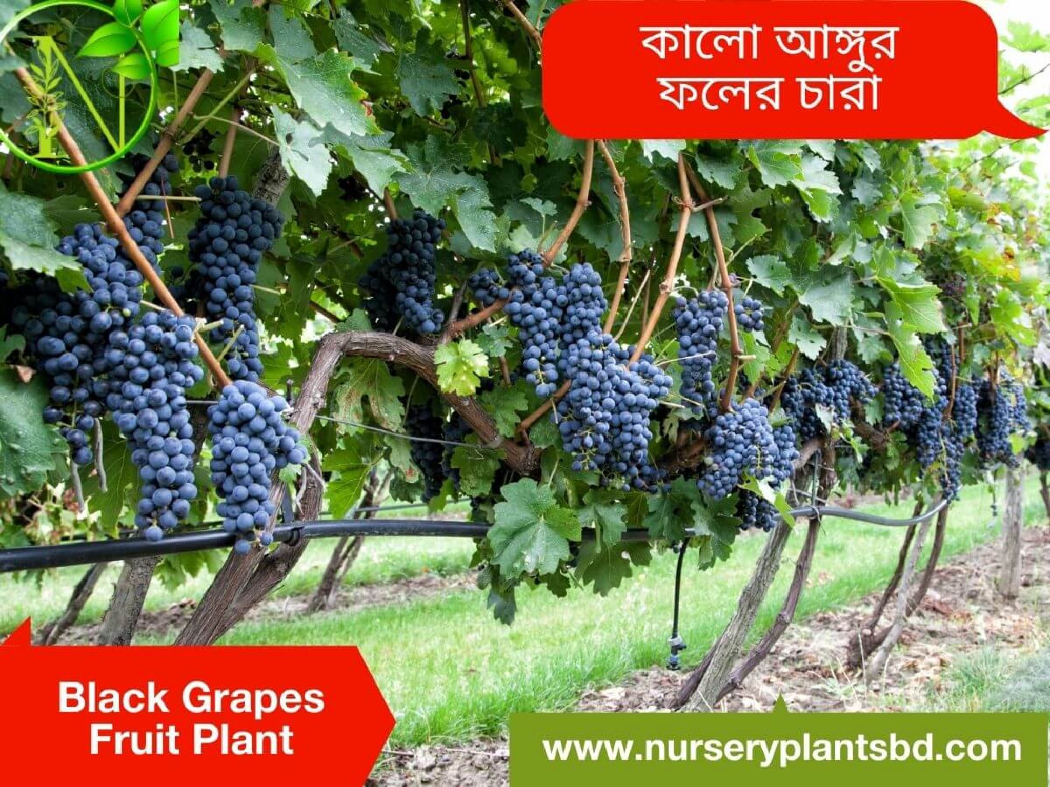 The Best Black Grape Fruit Trees For Sale - 2026