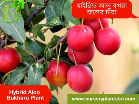 The Best Hybrid Aloo Bukhara Fruit Trees For Sale - 2026