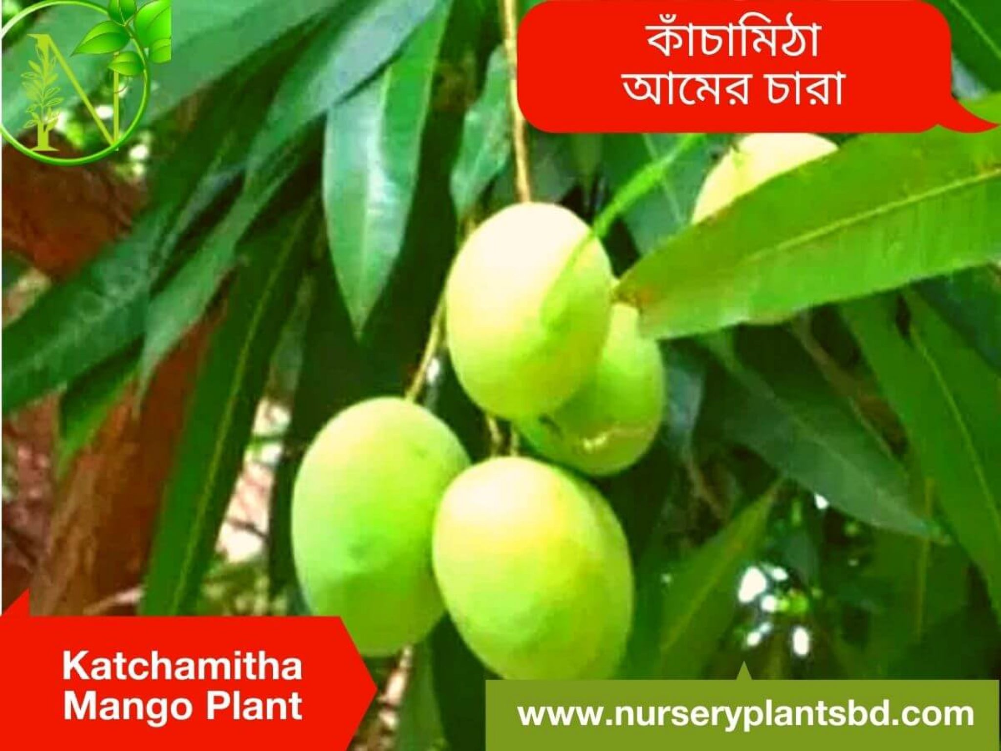 The Best Kachamitha Mango (Aam) Trees For Sale - 2026