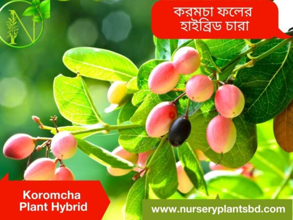 The Best Koromcha Fruit Trees For Sale - 2026