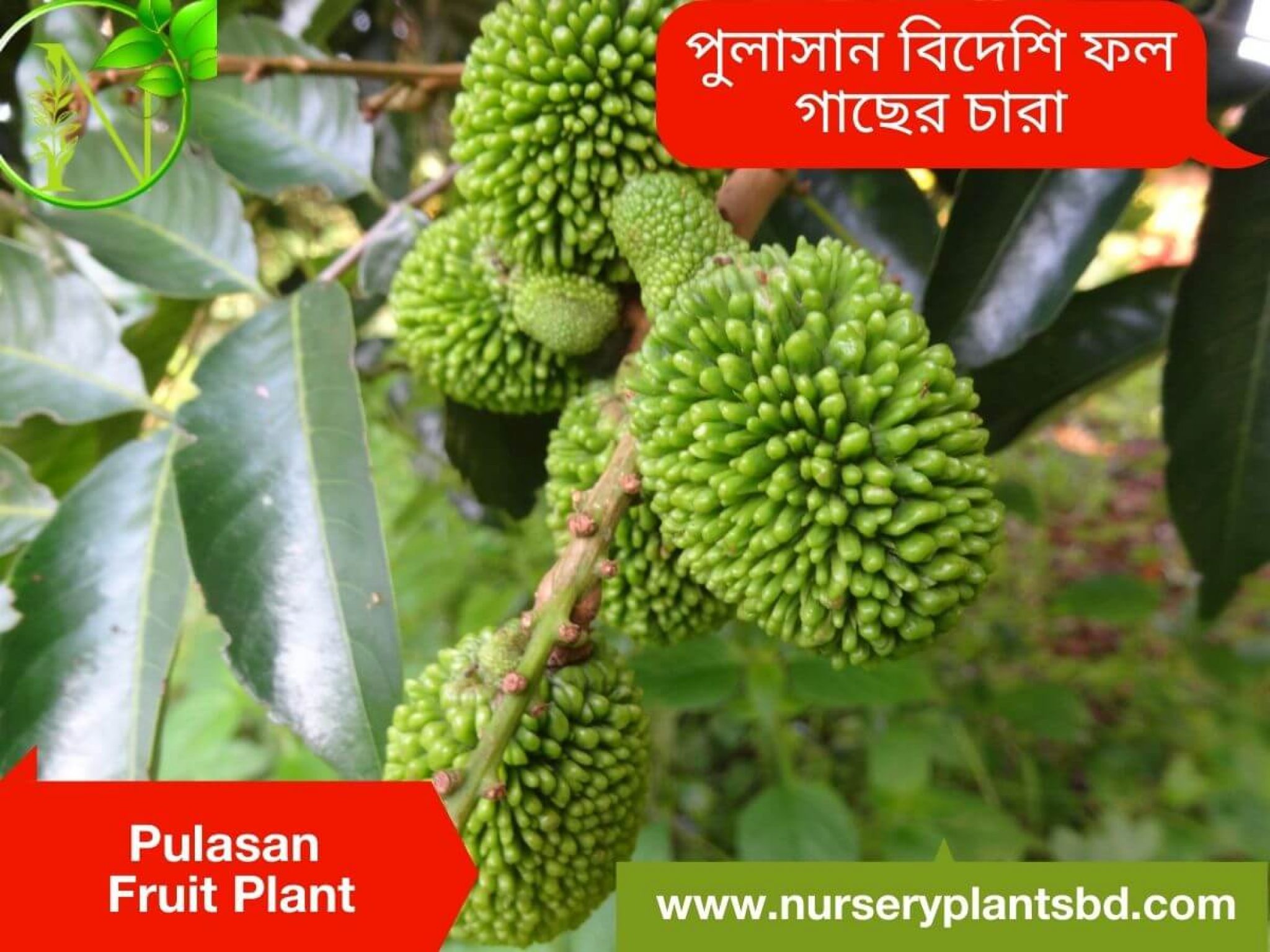The Best Pulasan Fruit Tree Nursery Plants - 2026