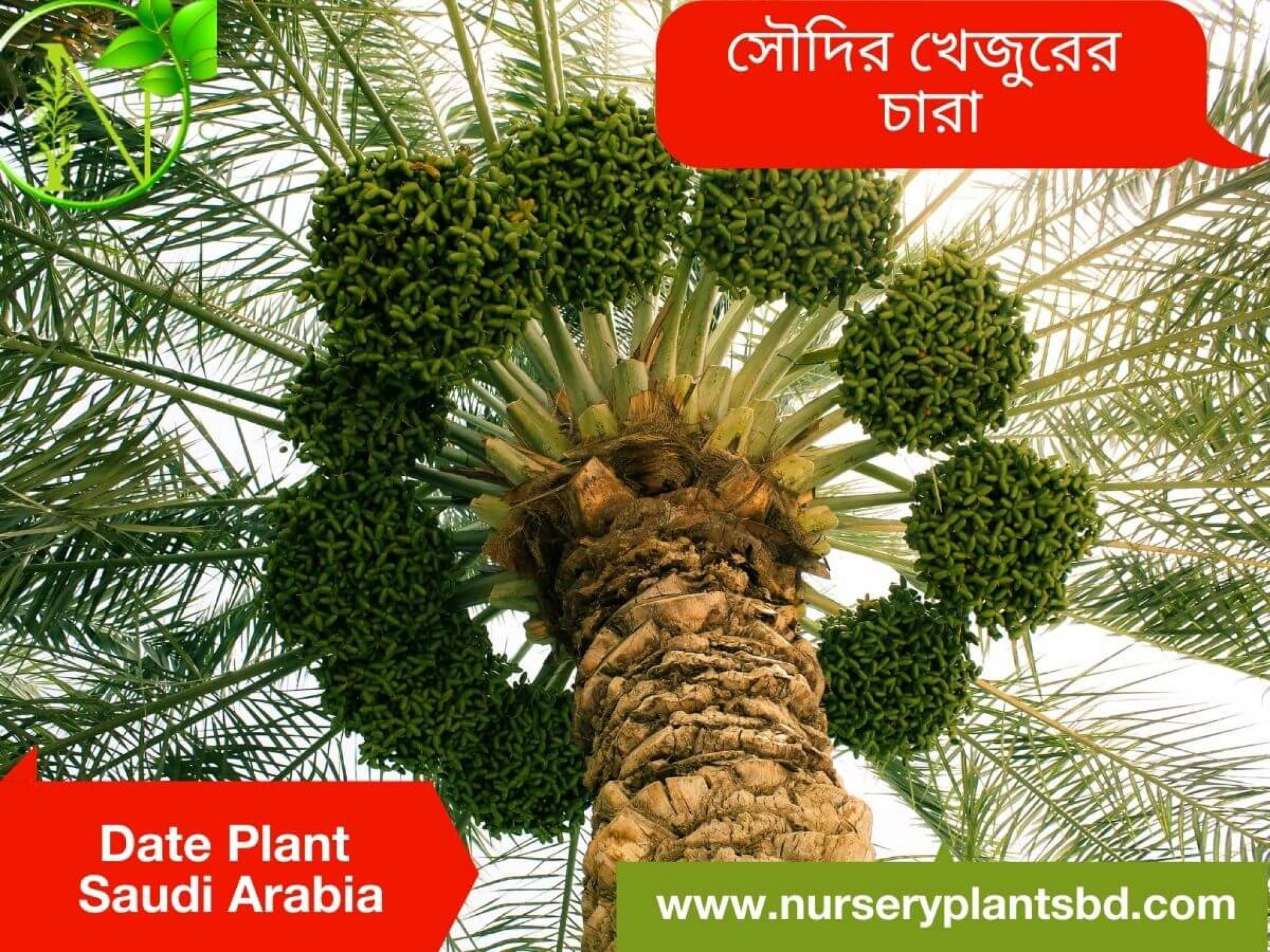 Saudi Arabia Date Fruit Trees For Sale - 2026