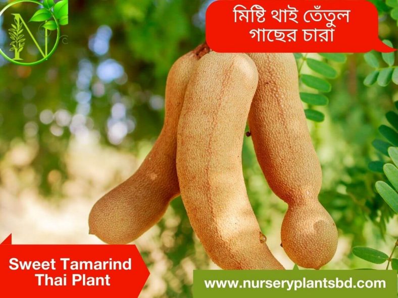 Thai Sweet Tamarind-Tetul Fruit Trees - 2026