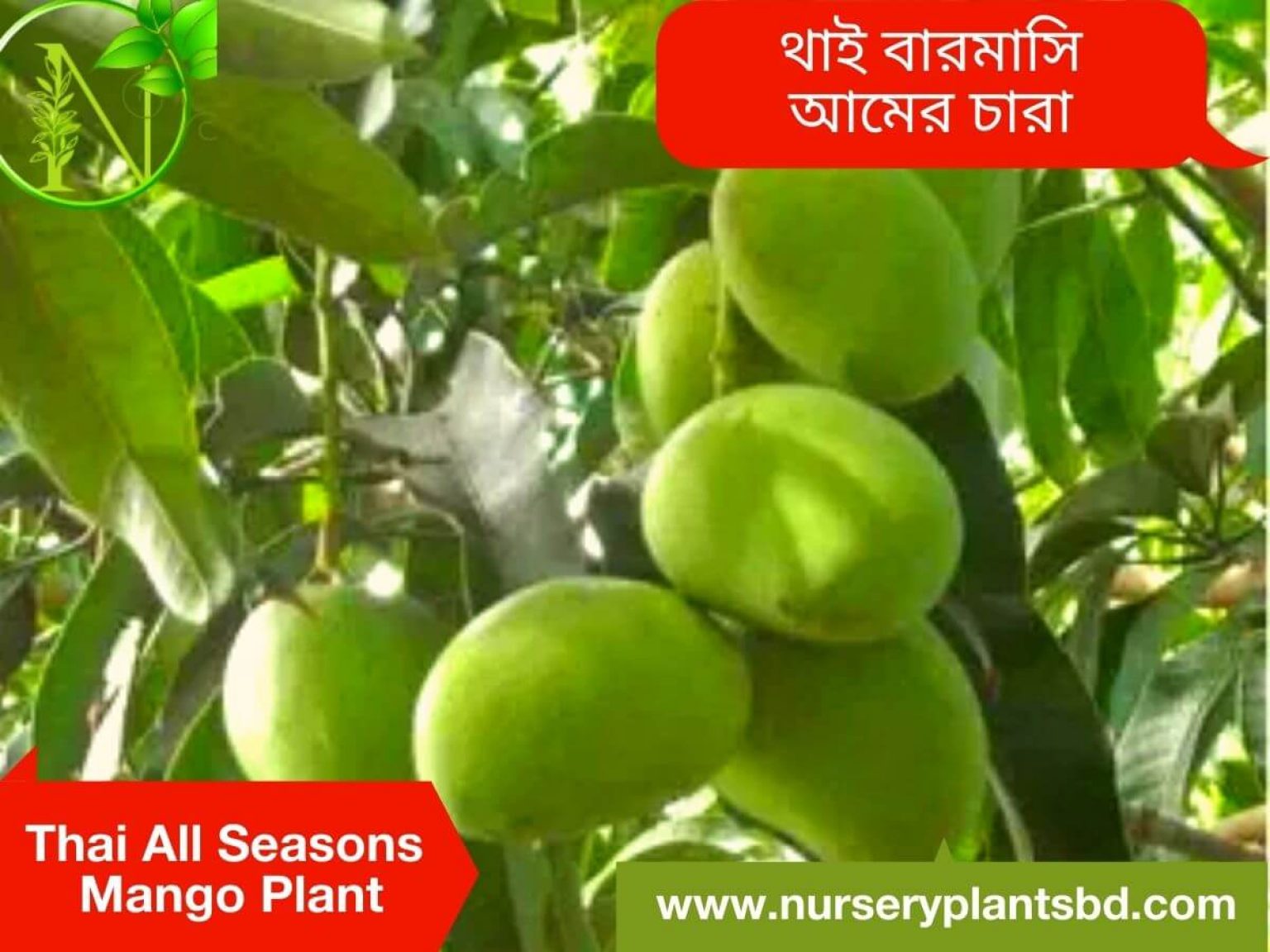 Best Thai All Seasons Mango Trees For Sale - 2026