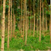 TEAK Segun Tree Plant Best Price - 2026