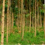 TEAK Segun Tree Plant Best Price - 2026