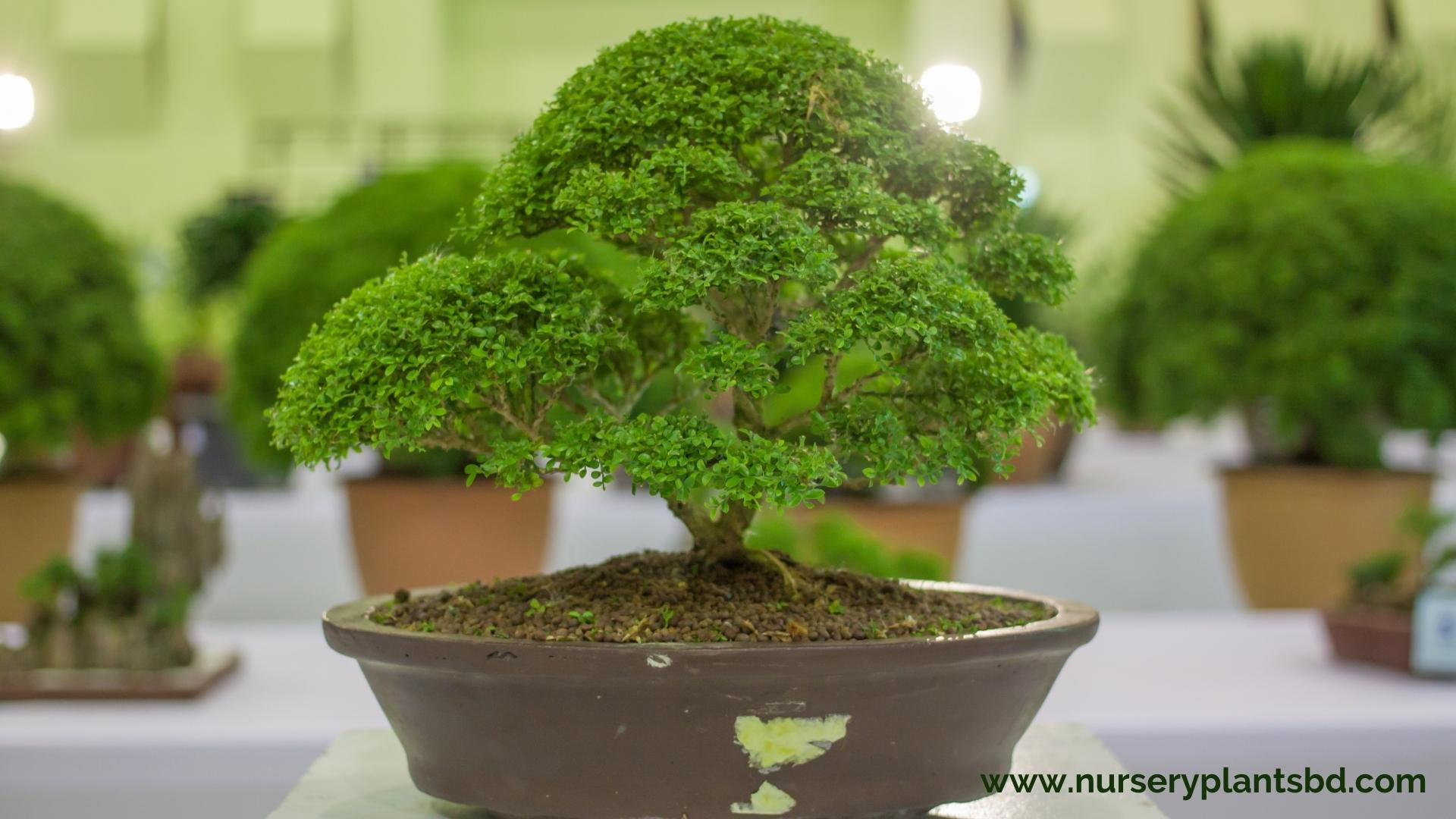 Amazing Article About Bonsai Tree - March 2026